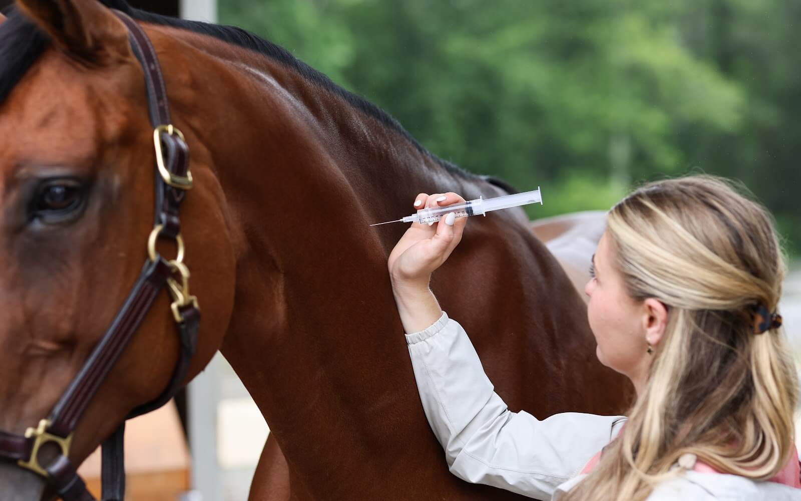 Buy Prescription Medications for Horses | Corro | Corro