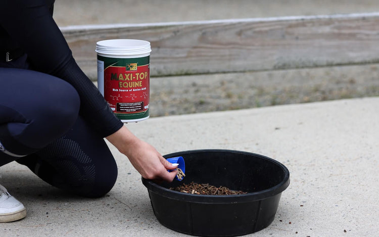 Corro: Rider-Trusted Horse Health & Supplements Online
