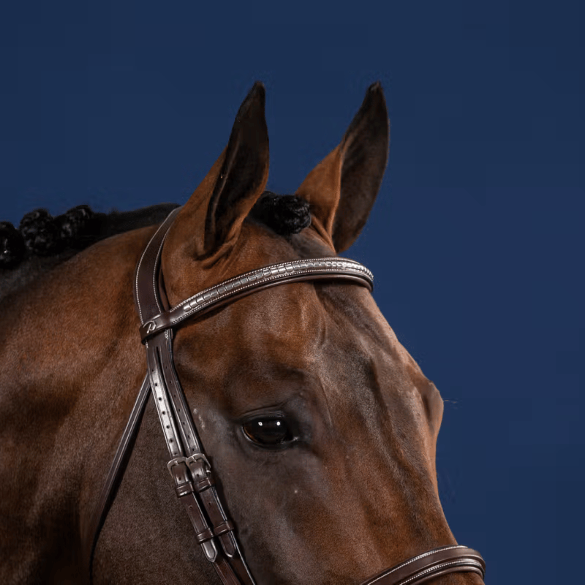 Dy'on Silver Clincher Straight Browband US Collection | Corro