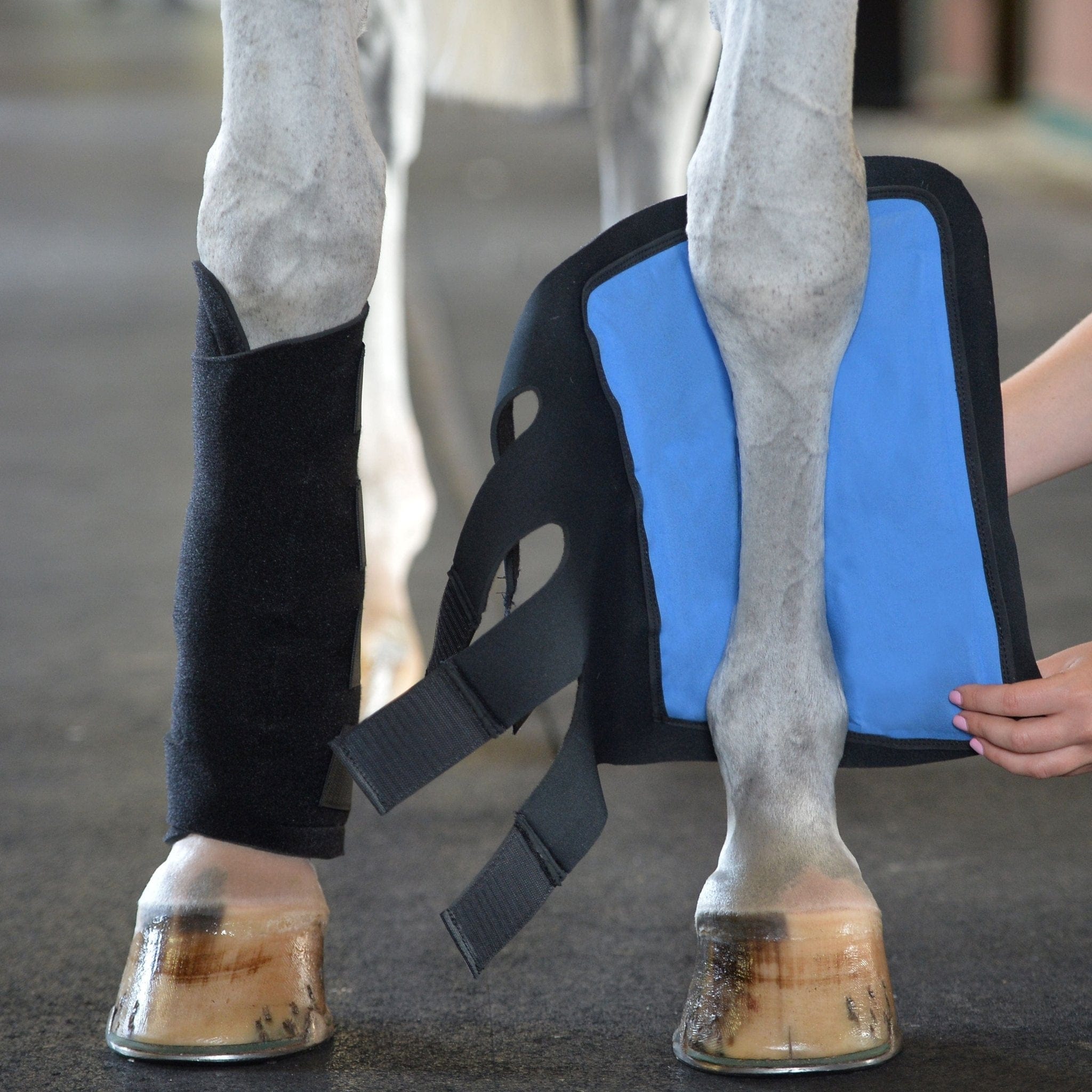 EquiFit Essential Cold Therapy Tendon Boot, Pair | Corro